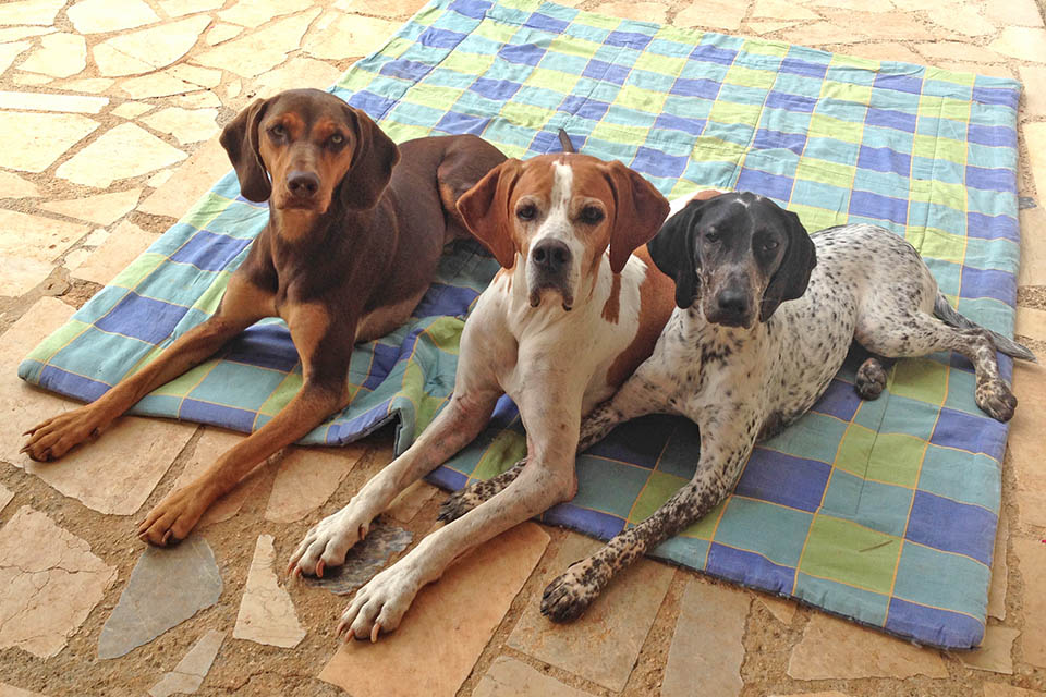 Was wir machen | Pointer-Freunde e.V.