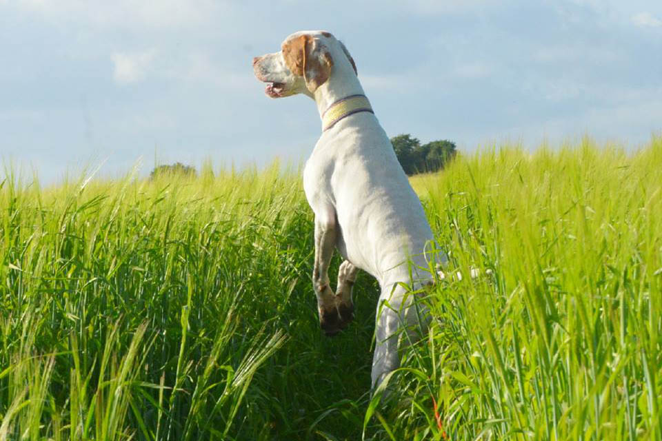 Was wir machen | Pointer-Freunde e.V.