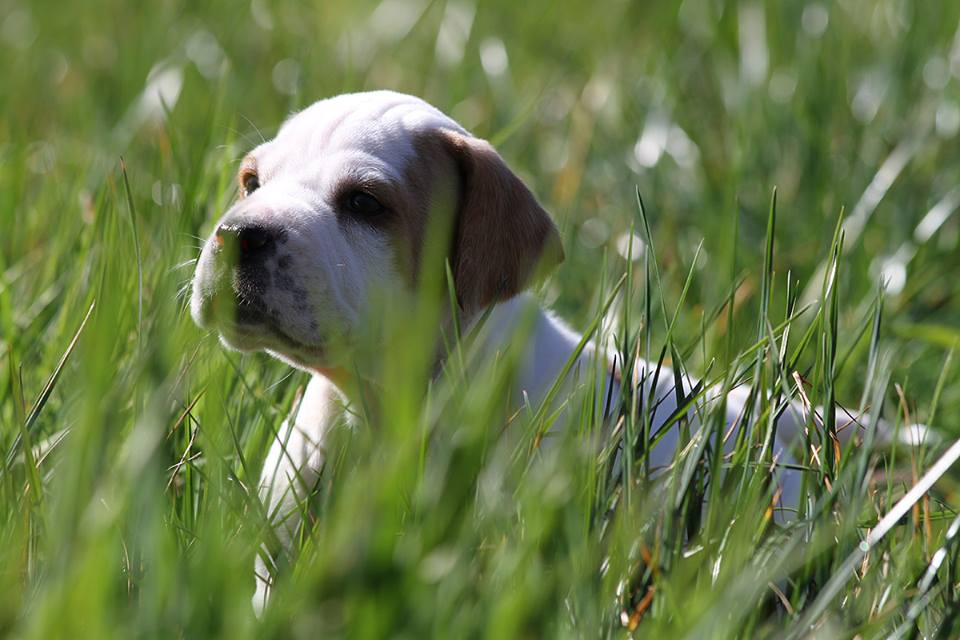 Was wir machen | Pointer-Freunde e.V.