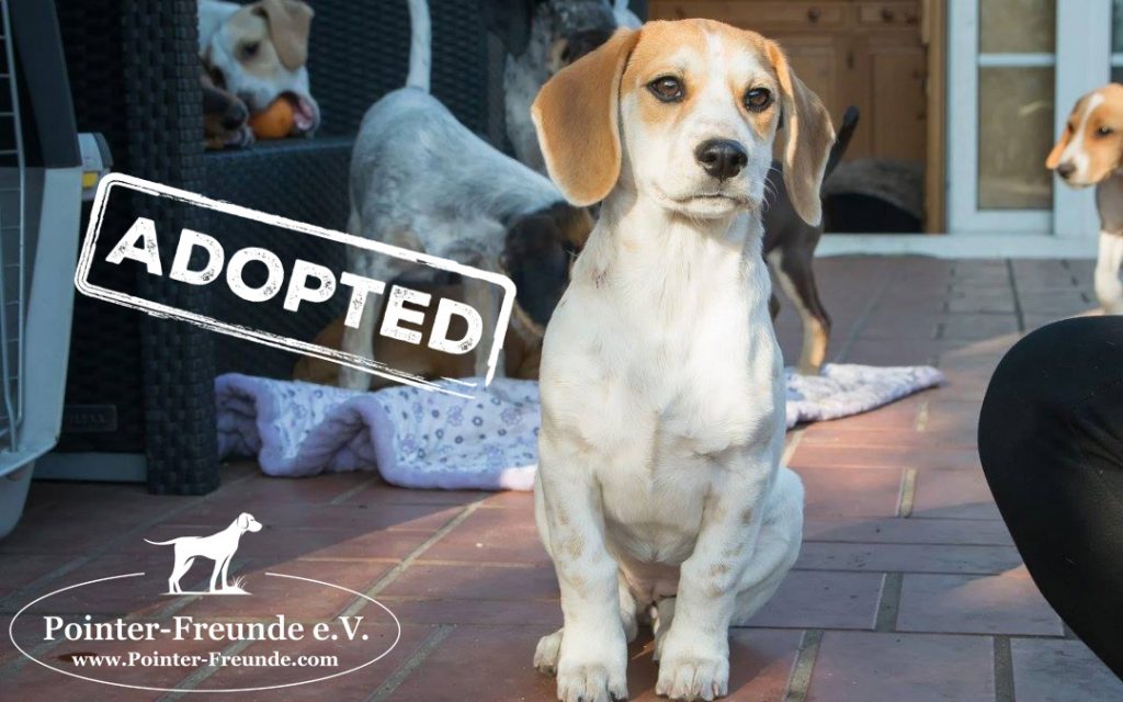Charlotte – Beagle/Pointer-mix, 4 Monate/months | Pointer-Freunde e.V.