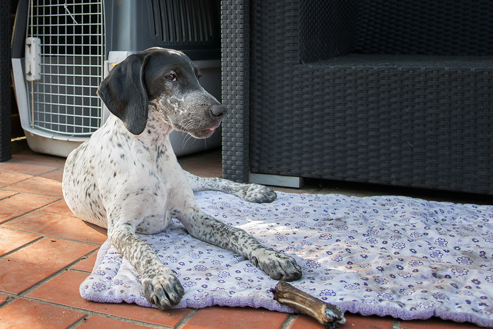 Eigene Erfahrungen | Pointer-Freunde e.V.
