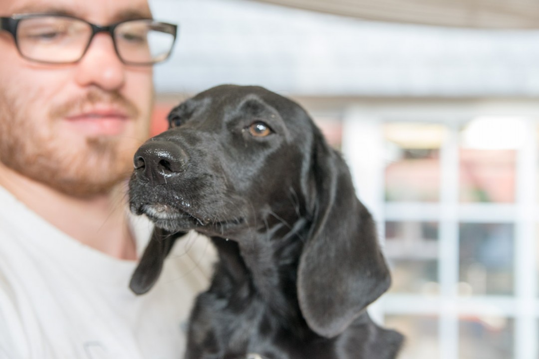 Sean Stevenson | Pointer-Freunde e.V.