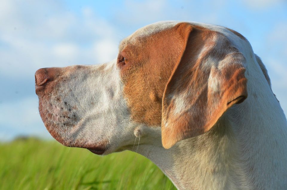 Art und Wesen | Pointer-Freunde e.V.