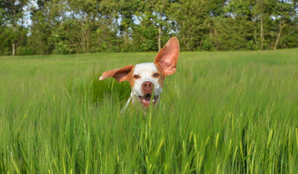 Art und Wesen | Pointer-Freunde e.V.