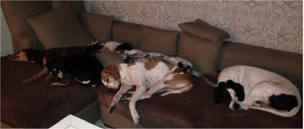 Zouzou – eine Kämpferin | Pointer-Freunde e.V.