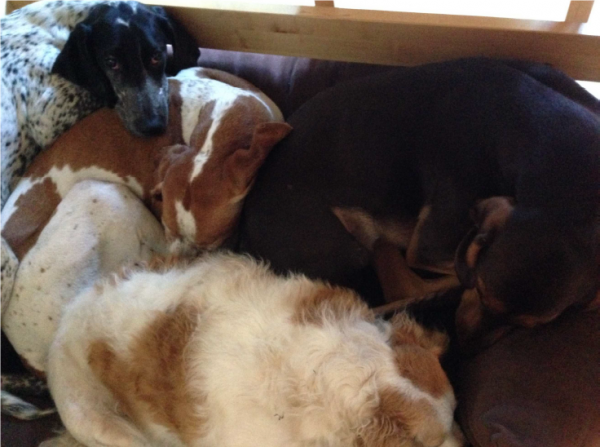 Zouzou – eine Kämpferin | Pointer-Freunde e.V.