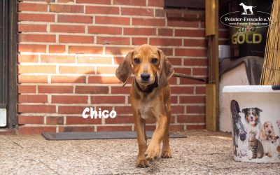 Körbchen gesucht - Pointer-Freunde e.V.