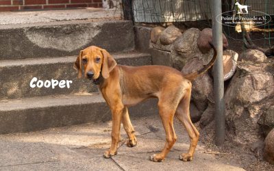 Körbchen gesucht - Pointer-Freunde e.V.